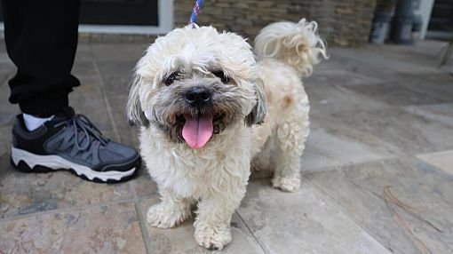 Houston, TX - Poodle (Standard)/Shih Tzu. Meet Strake a Pet for ...