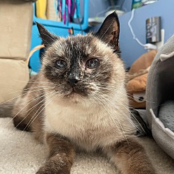 Philadelphia, PA - Siamese. Meet JINXY! a Pet for Adoption - AdoptaPet.com