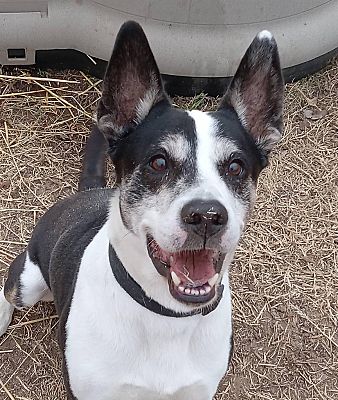 Richland Hills, TX - Terrier (Unknown Type, Small)/Mixed Breed (Medium ...