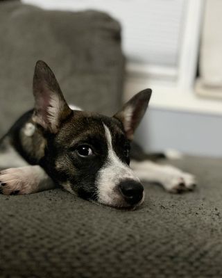 Mt Pleasant, MI - Husky/Mountain Cur. Meet Bolto a Pet for Adoption ...