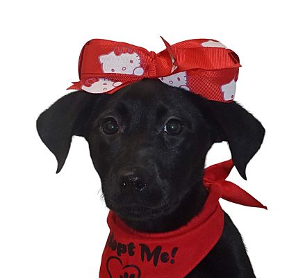 Springfield, OH - Labrador Retriever. Meet Chloe a Pet for Adoption ...