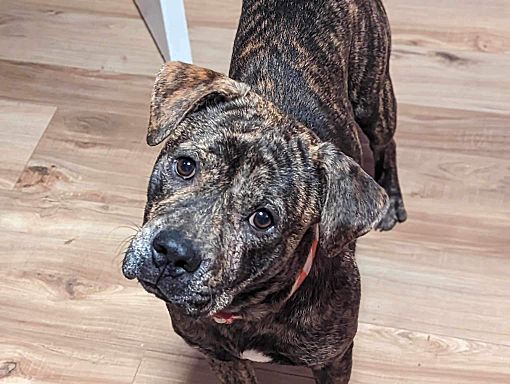 Birmingham, AL - Boxer/Terrier (Unknown Type, Medium). Meet Barkley a ...