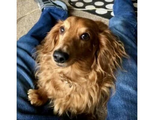 Sonoma, CA - Miniature Dachshund. Meet Milo a Pet for Adoption ...