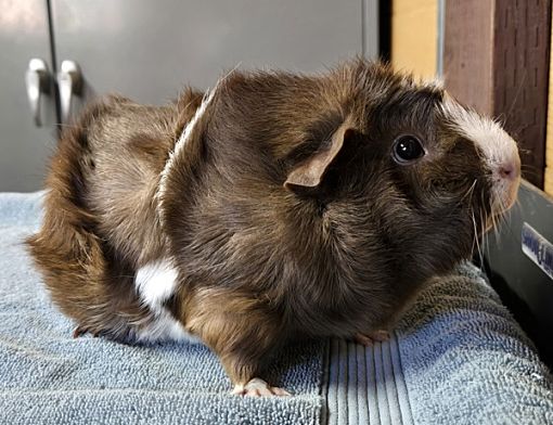 Monterey, CA - Guinea Pig. Meet Marsha a Pet for Adoption - AdoptaPet.com