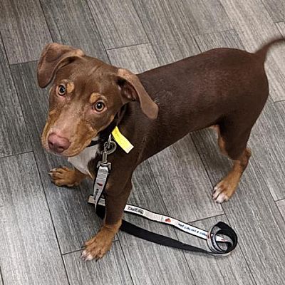 Jacksonville, FL - Mixed Breed (Small). Meet Chunka Munka a Pet for ...