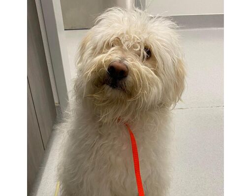 Gardendale, TX - Bearded Collie. Meet Ruffles 3/20/24 a Pet for ...