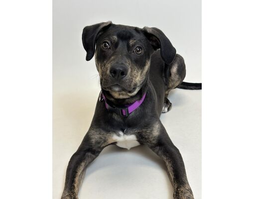 Hayward, CA - Rottweiler/American Pit Bull Terrier. Meet OREGANO a Pet ...