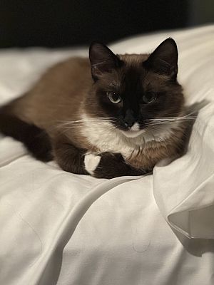 National City, CA - Snowshoe. Meet Chicken a Pet for Adoption ...