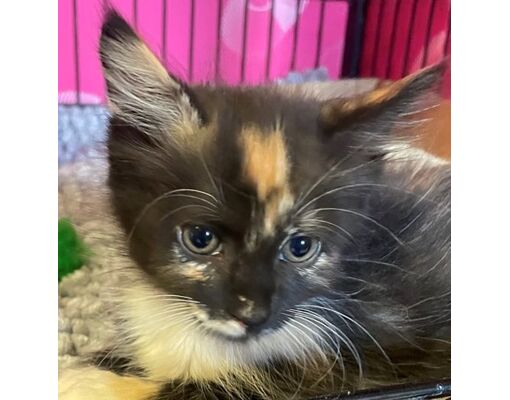 Inverness, FL - Domestic Shorthair/Domestic Mediumhair. Meet Feather ...