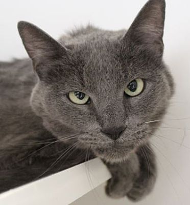 Red Bluff, CA - Russian Blue. Meet Sheba-Low fees, Spayed a Pet for ...