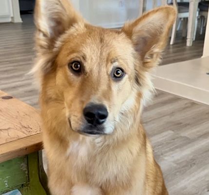 Gilbert, AZ - Golden Retriever/Labrador Retriever. Meet Harry a Pet for ...