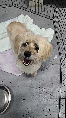 Orlando, FL - Maltese/Poodle (Miniature). Meet Max a Pet for Adoption ...