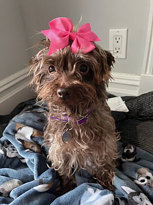 Sagaponack, NY - Yorkie Poo. Meet Bella a Pet for Adoption - AdoptaPet.com