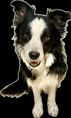 Rancho Cucamonga, CA - Border Collie. Meet Winston a Pet for Adoption ...