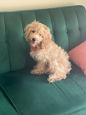 San Marcos, TX - Cockapoo. Meet Captain a Pet for Adoption - AdoptaPet.com