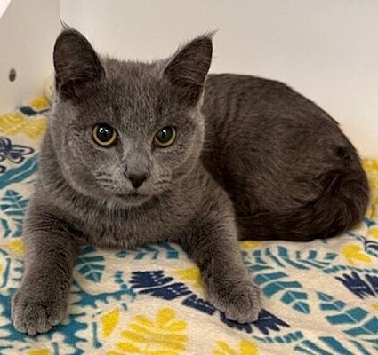 Silverdale, WA - Domestic Shorthair. Meet Gorgon a Pet for Adoption ...