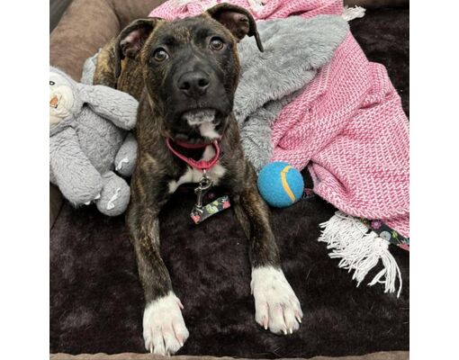 Jupiter, FL - Terrier (Unknown Type, Medium)/Mixed Breed (Medium). Meet ...