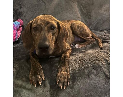 Houston, TX - Plott Hound/Mixed Breed (Medium). Meet Ellie Mae a Pet ...