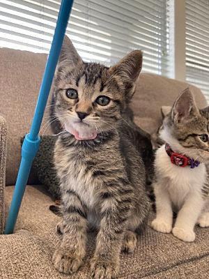 Colorado Springs, CO - Domestic Shorthair. Meet Banshee a Pet for ...