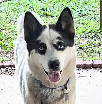 Diamond, MO - Husky. Meet Oreo a Pet for Adoption - AdoptaPet.com