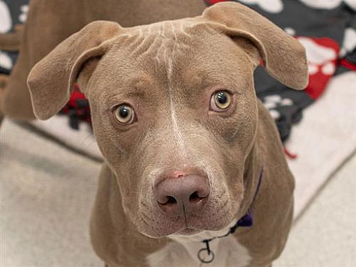 Denver, CO - Pit Bull Terrier. Meet BARRACUDA a Pet for Adoption ...
