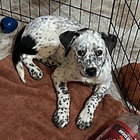 Adoptable Pets – Rover Rescue