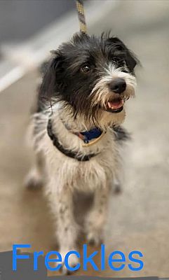 Pueblo, CO - Jack Russell Terrier. Meet Freckles a Pet for Adoption ...