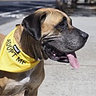 Mastiff Puppies - English Mastiff Puppies and Rescue