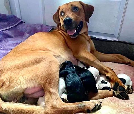 Rockaway Park, NY - Rhodesian Ridgeback/Mixed Breed (Large). Meet ...