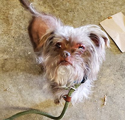 Taylor, MI - Mexican Hairless/Yorkie, Yorkshire Terrier. Meet Bubba a ...