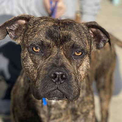 Columbiana, AL - Bulldog/American Pit Bull Terrier. Meet Heathcliff a ...