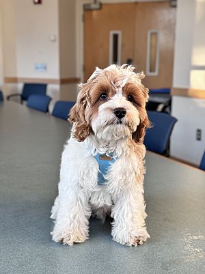 Seattle, WA - Cockapoo. Meet Ori a Pet for Adoption - AdoptaPet.com