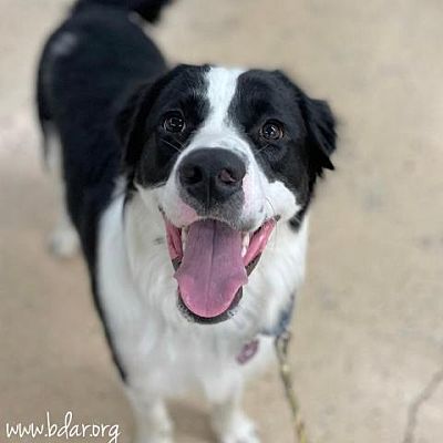 Cheyenne, WY - Border Collie/Mixed Breed (Large). Meet Whiskey a Pet ...