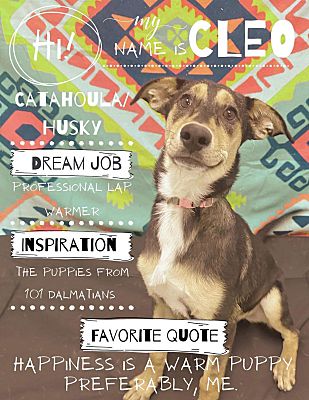 Mandeville, LA - Hound (Unknown Type)/Labrador Retriever. Meet CLEO a ...