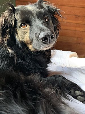 Portland, OR - Border Collie/Mutt. Meet Bella a Pet for Adoption ...
