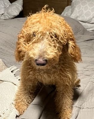 Fern Park, FL - Goldendoodle. Meet Lizzie a Pet for Adoption ...