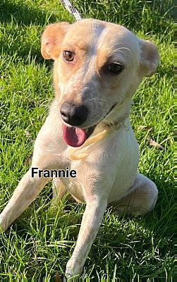 Florence, OR - Cattle Dog. Meet Frannie a Pet for Adoption - AdoptaPet.com