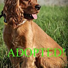 Cocker Spaniel Puppies - Rescue and Adoption Near You