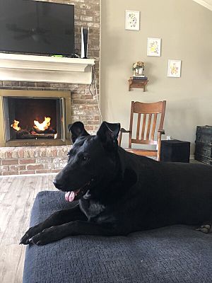 Silverdale, WA - Labrador Retriever. Meet Sasha - Cross Posting a Pet ...