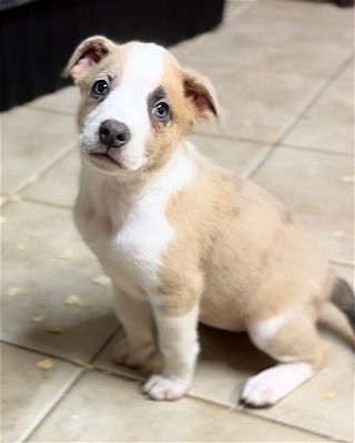 Saratoga transport, NY - Australian Shepherd/Labrador Retriever. Meet ...