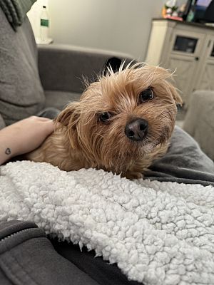 Avon, IN - Yorkie, Yorkshire Terrier. Meet MASON a Pet for Adoption ...