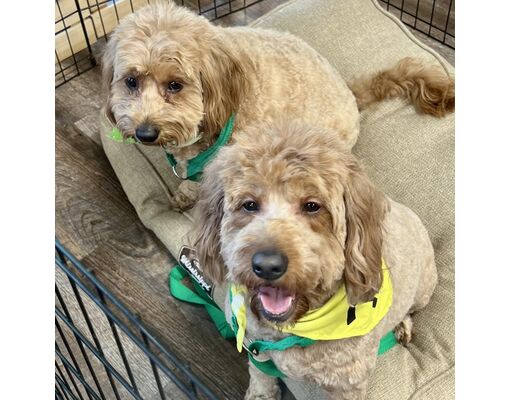 East Hartford, CT - Schnoodle/Golden Retriever. Meet Molly Golden a Pet ...