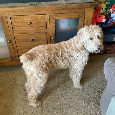 Latham, NY - Labradoodle. Meet Maggie a Pet for Adoption - AdoptaPet.com