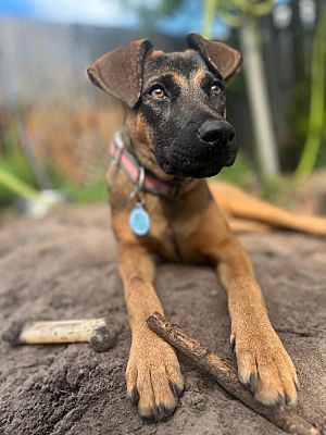 Tampa, FL - Belgian Malinois. Meet Nala a Pet for Adoption - AdoptaPet.com