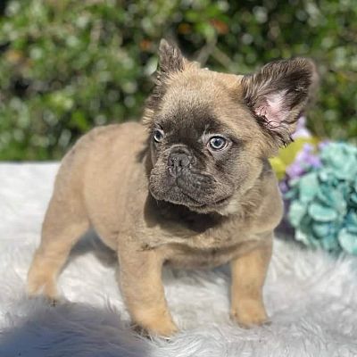 Portland, OR - French Bulldog/Golden Retriever. Meet Amber a Pet for ...