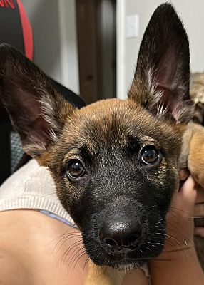Hagerstown, MD - Belgian Malinois. Meet WULFRIC (aka WOLFIE) (PUPPY) a ...