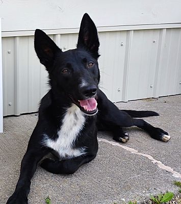 Hayden, ID - Belgian Malinois/Border Collie. Meet Remmi a Pet for ...