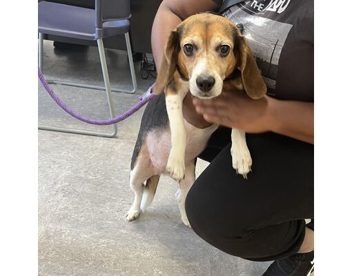 Philadelphia, PA - Beagle. Meet Feebie a Pet for Adoption - AdoptaPet.com