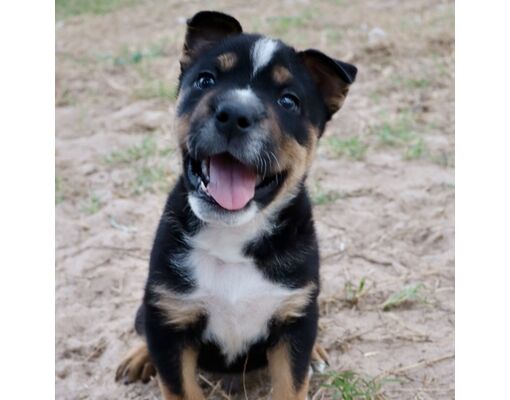 Seattle, WA - Rottweiler/Shar Pei. Meet Barkley a Pet for Adoption ...