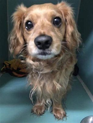 Flushing, NY - Cocker Spaniel. Meet Prince a Pet for Adoption ...